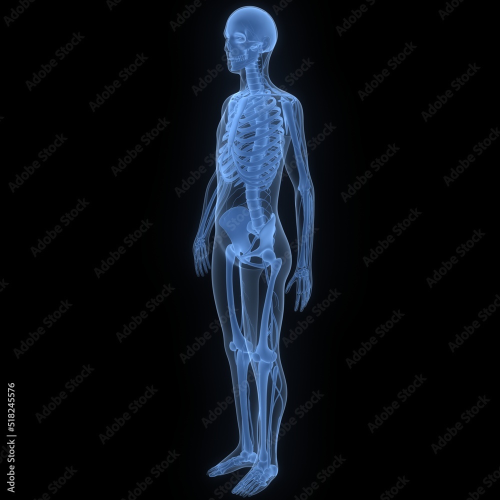 Human Skeleton System Bone Joints Anatomy Stock Illustration | Adobe Stock