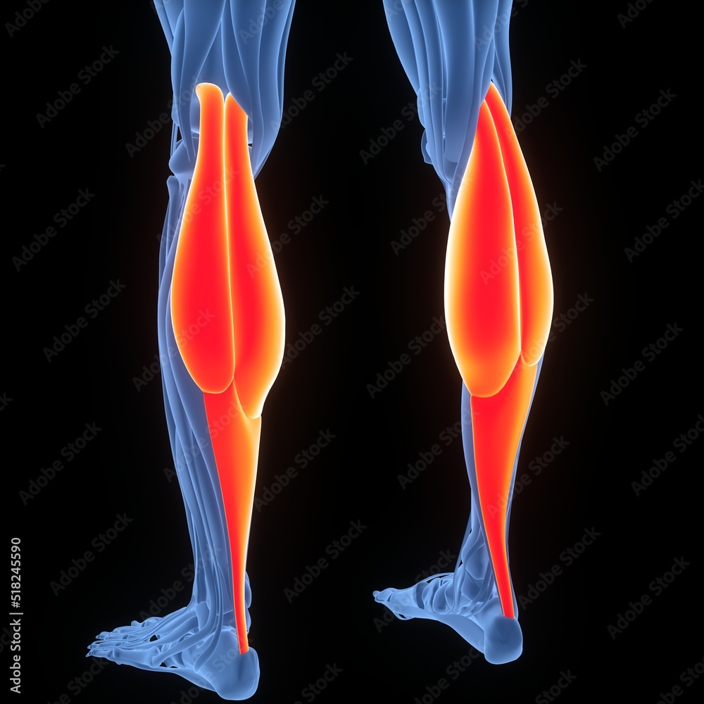 Human Muscular System Leg Muscles Gastrocnemius Muscles Anatomy Stock ...