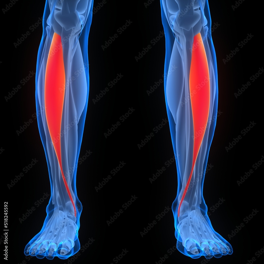 Human Muscular System Leg Muscles Tibialis Anterior Muscles Anatomy ...