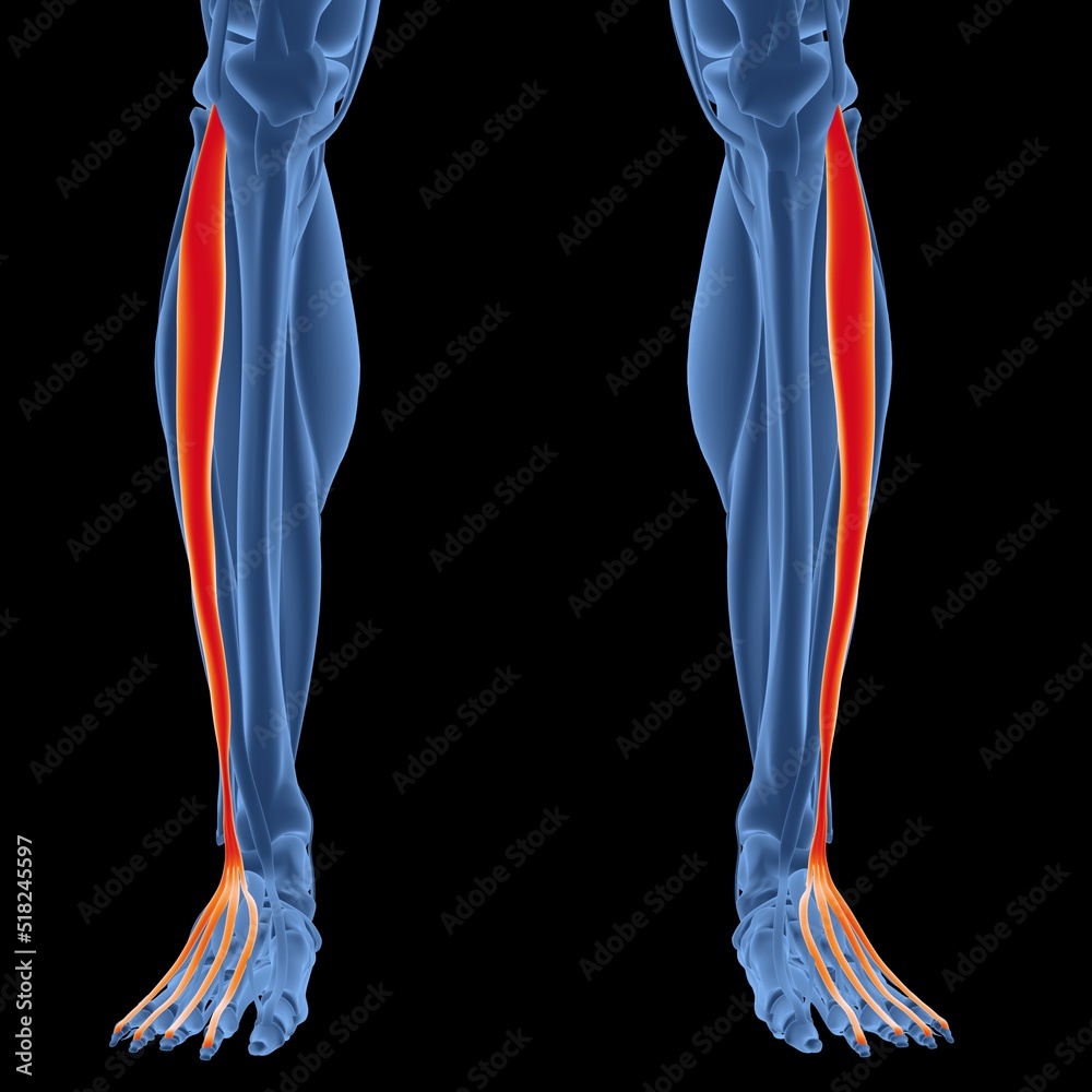 Human Muscular System Leg Muscles Extensor Digitorum Longus Muscles ...