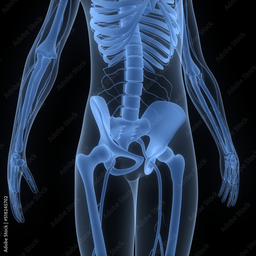 Human Skeleton System Bone Joints Anatomy Stock Illustration | Adobe Stock