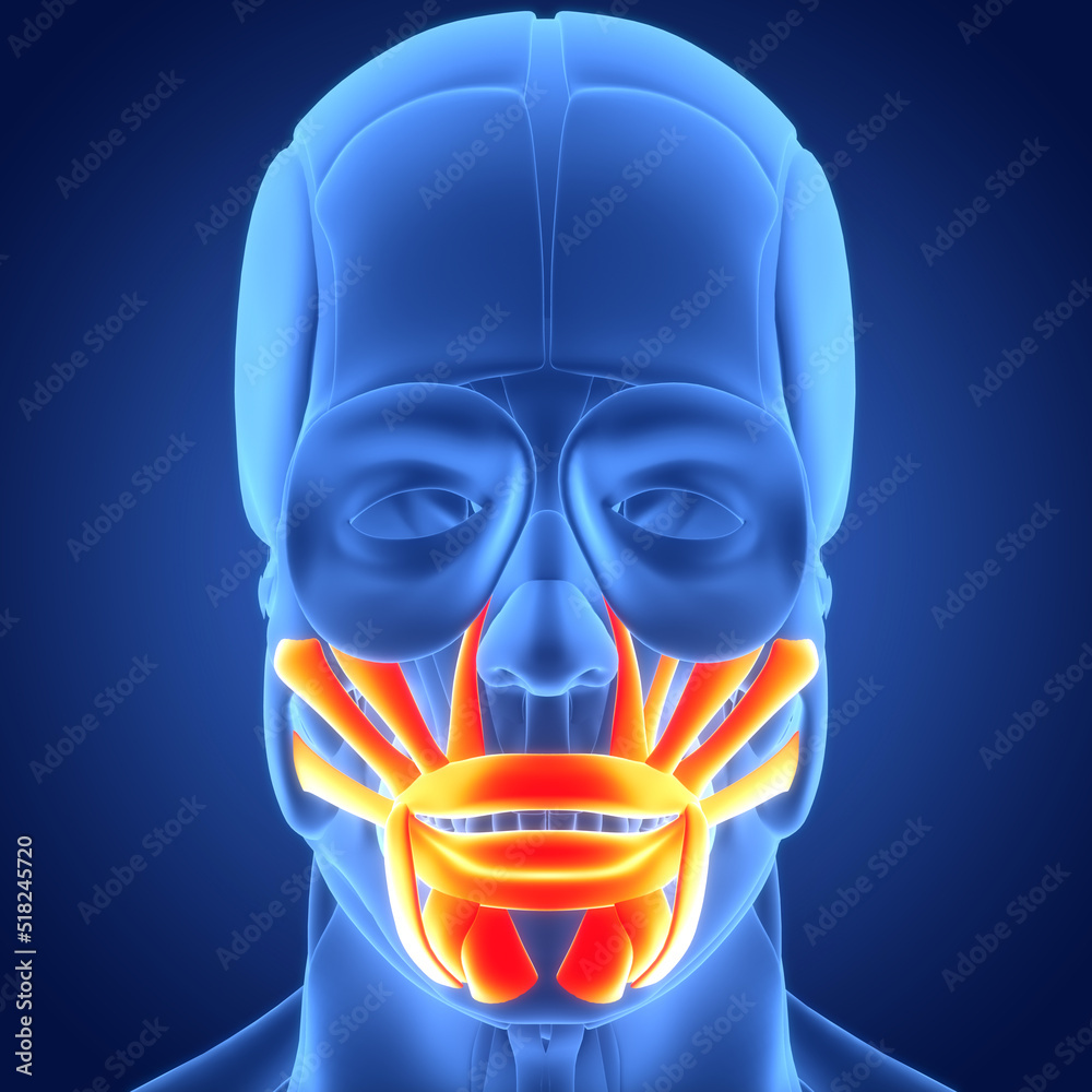 Human Muscular System Face Muscles Anatomy Stock Illustration | Adobe Stock