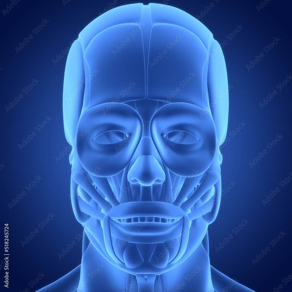 Human Muscular System Face Muscles Anatomy Stock Illustration | Adobe Stock