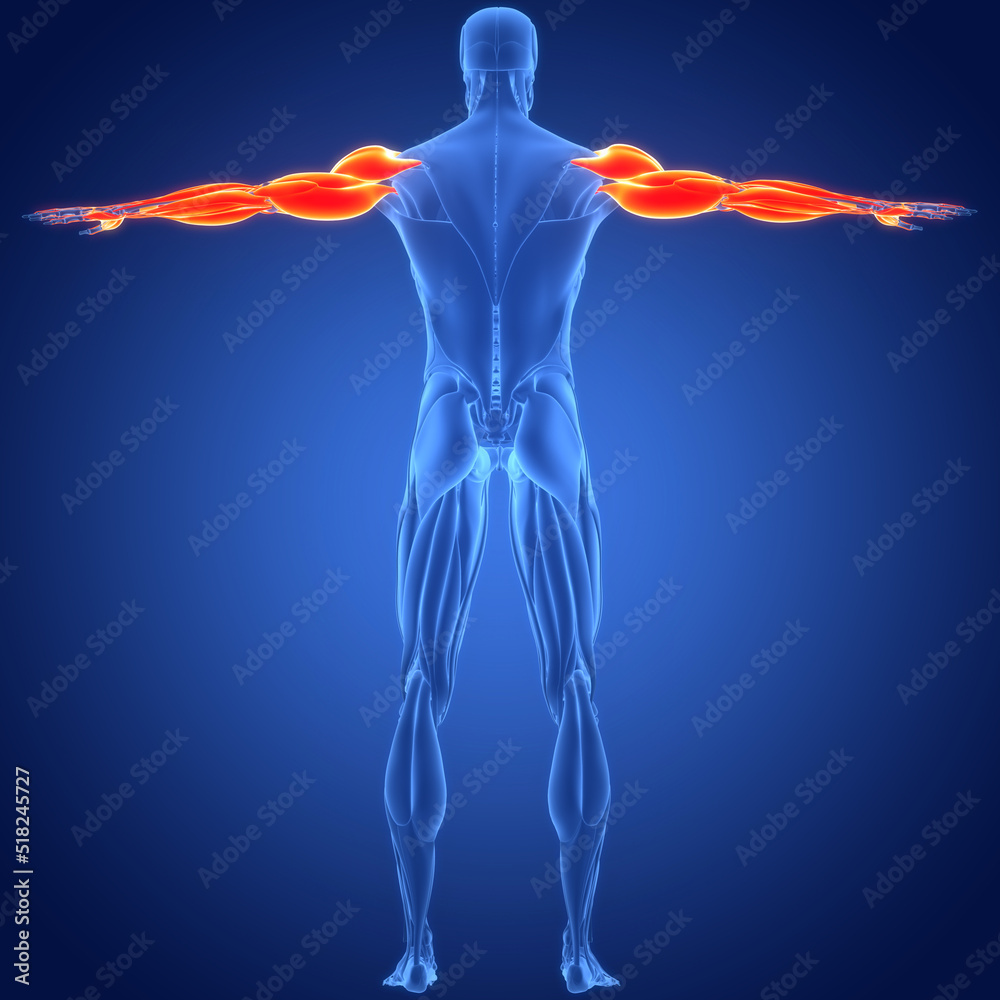 Human Muscular System Hand Muscles Anatomy Stock Illustration | Adobe Stock