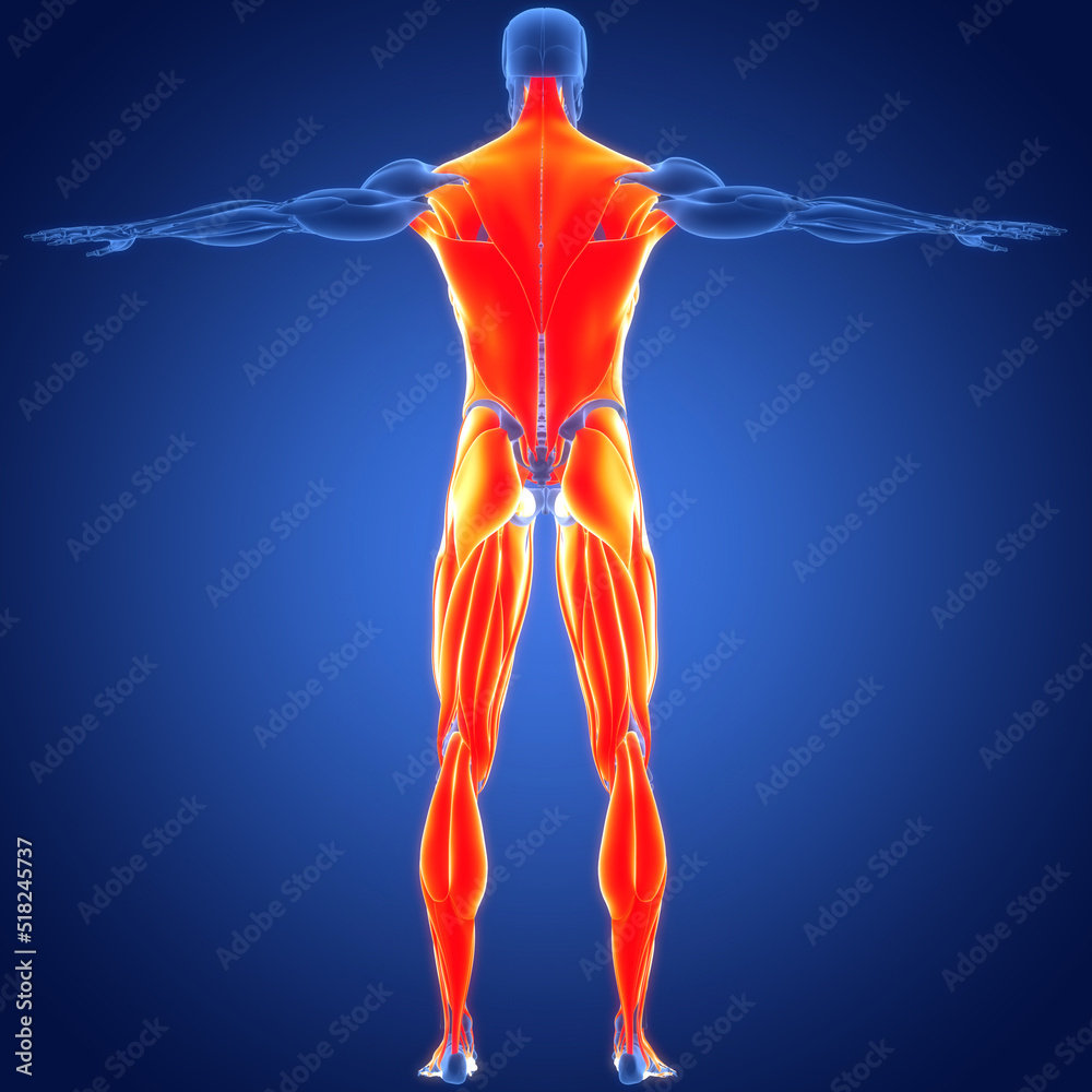 Human Muscular System Torso and Leg Muscles Anatomy Stock Illustration ...