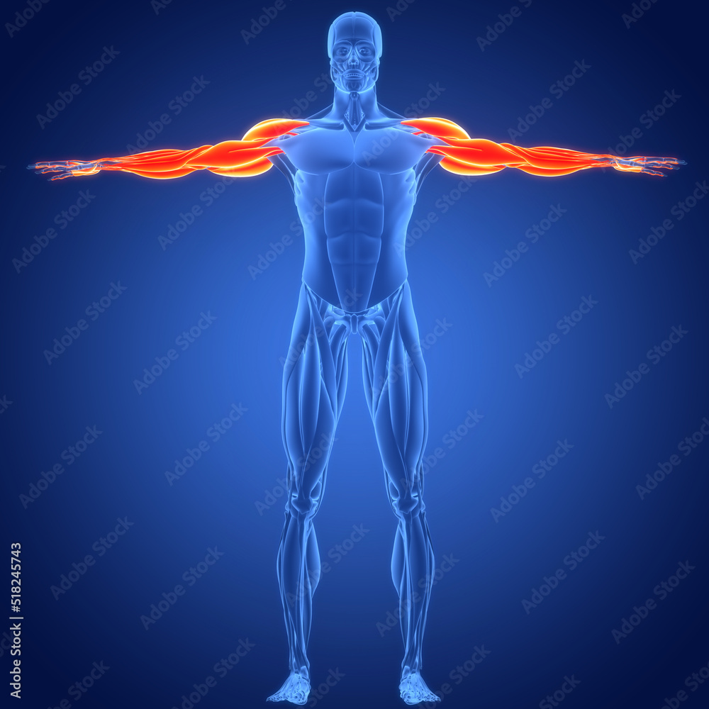 Human Muscular System Hand and Leg Muscles Anatomy Stock Illustration ...