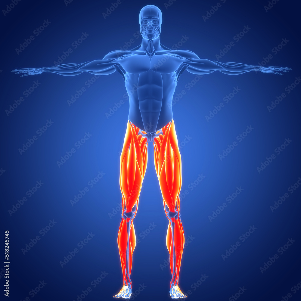 Human Muscular System Hand and Leg Muscles Anatomy Stock Illustration ...