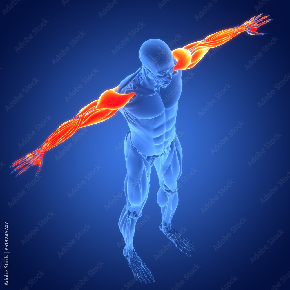 Human Muscular System Hand and Leg Muscles Anatomy Stock Illustration ...