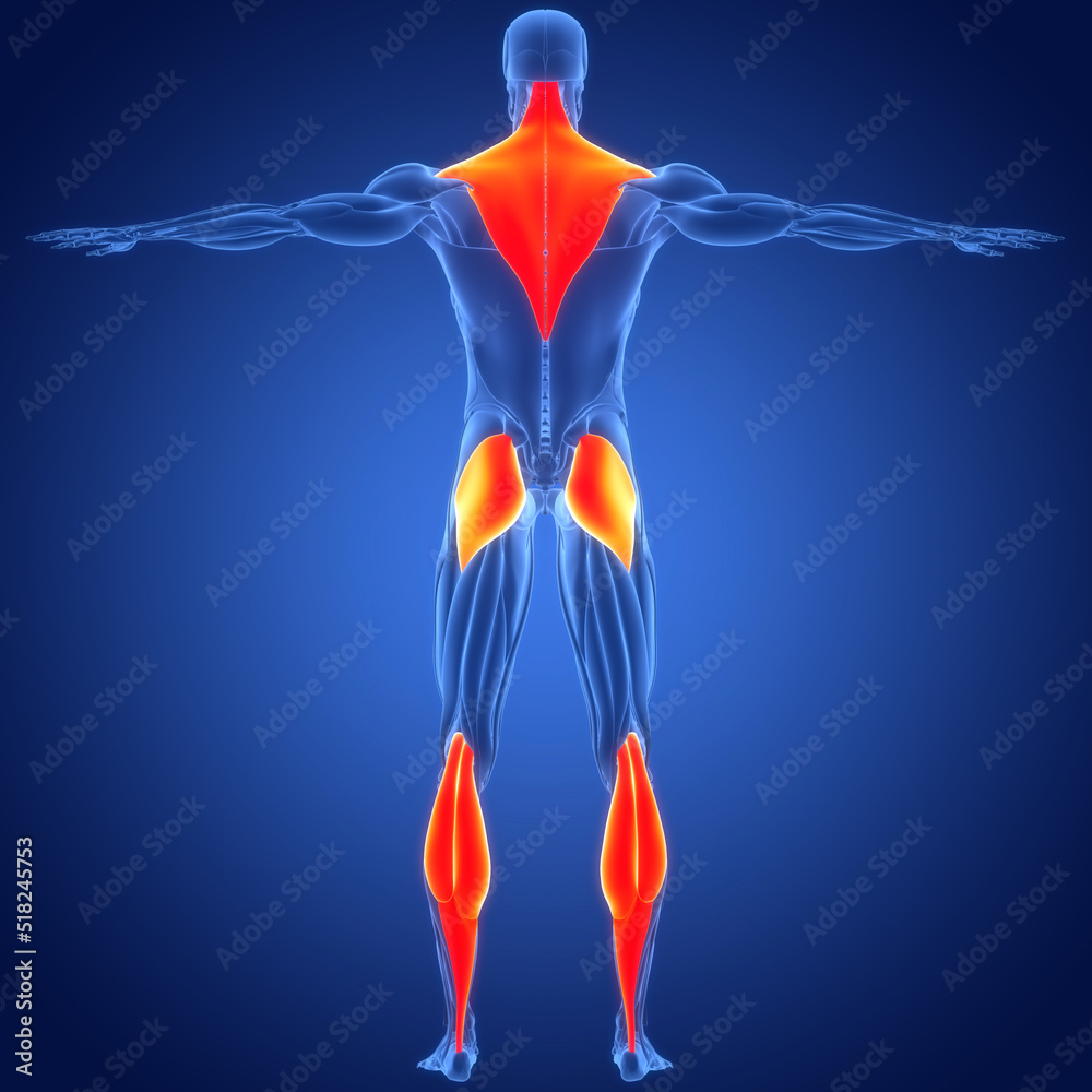 Stockillustratie Human Muscular System Trapezius, Gluteus Maximus and ...
