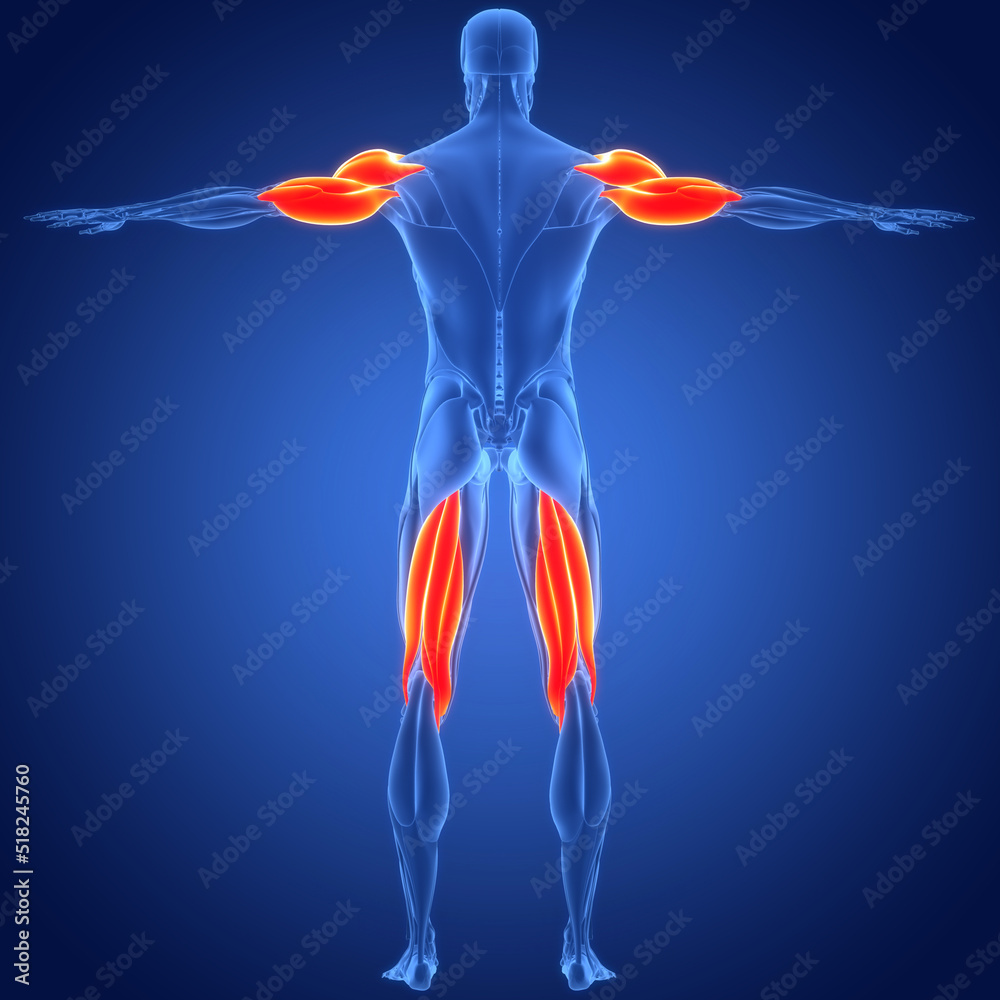 Human Muscular System Muscles Anatomy Stock Illustration | Adobe Stock