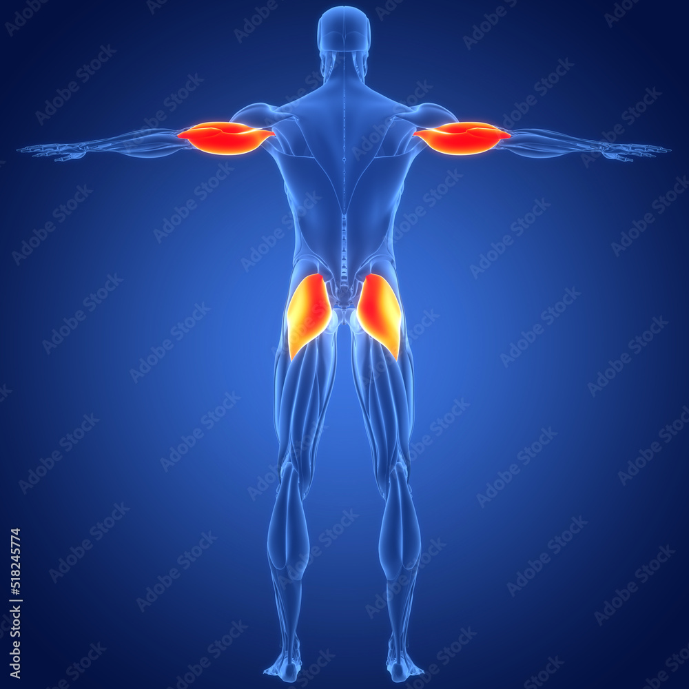 Photo & Art Print Human Muscular System Triceps and Gluteus Maximus ...