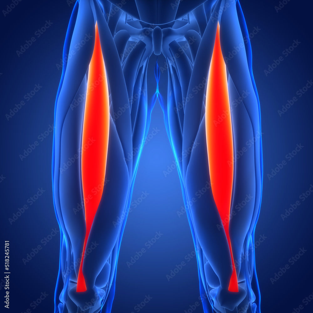 Human Muscular System Leg Muscles Rectus Femoris Muscles Anatomy Stock ...
