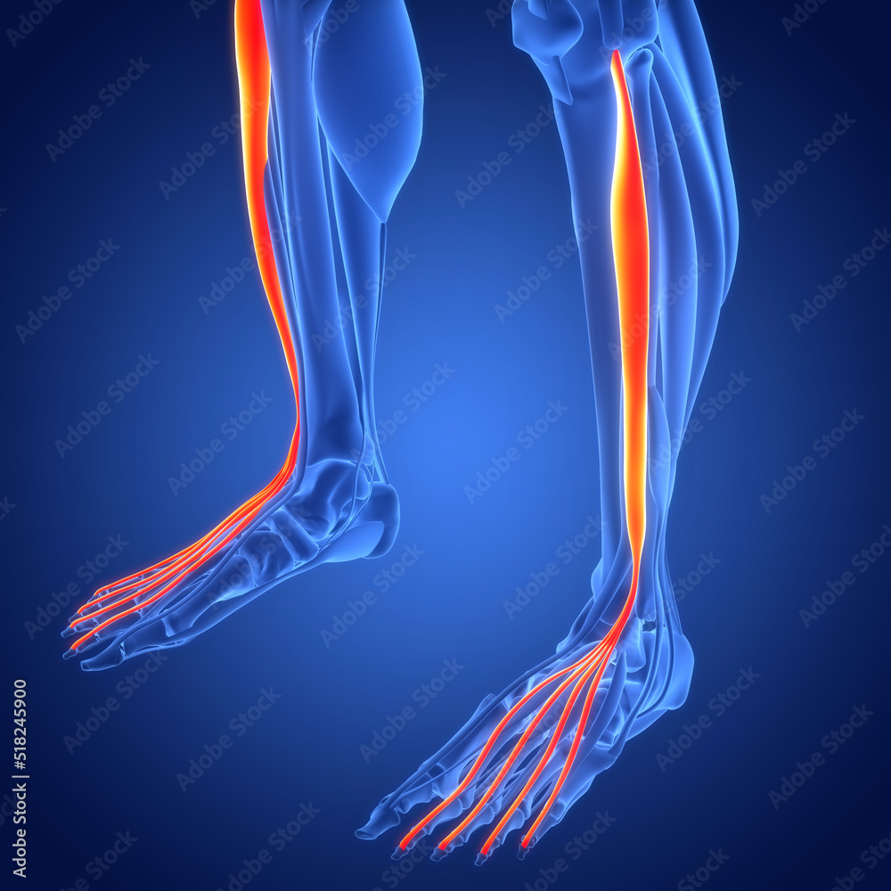 Human Muscular System Leg Muscles Extensor Digitorum Longus Muscles ...