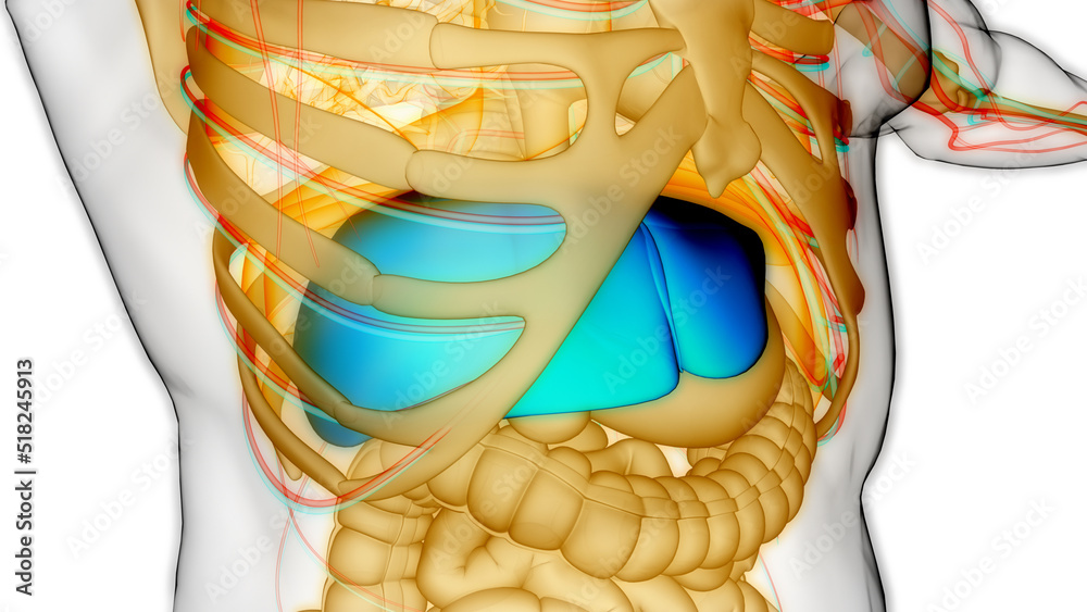 Human Internal Digestive Organ Liver Anatomy Stock Illustration | Adobe ...