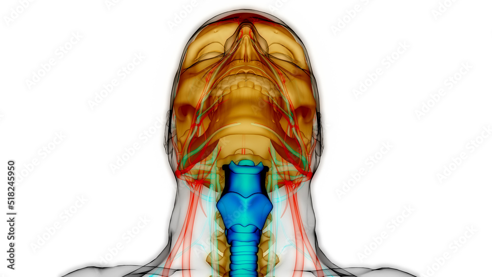 Human Respiratory System Larynx and Pharynx Anatomy Stock Illustration ...