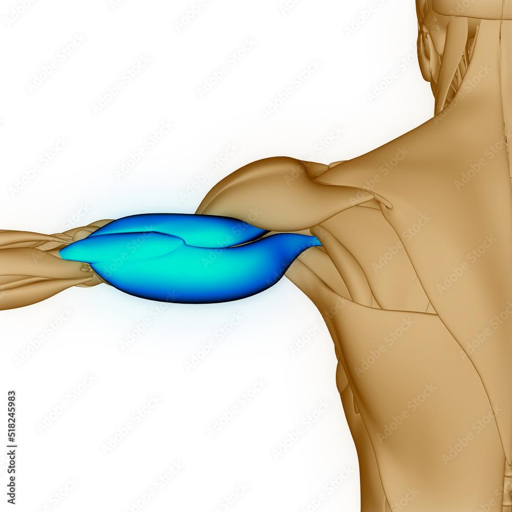 Human Muscular System Arm Muscles Triceps Muscle Anatomy ilustração do ...