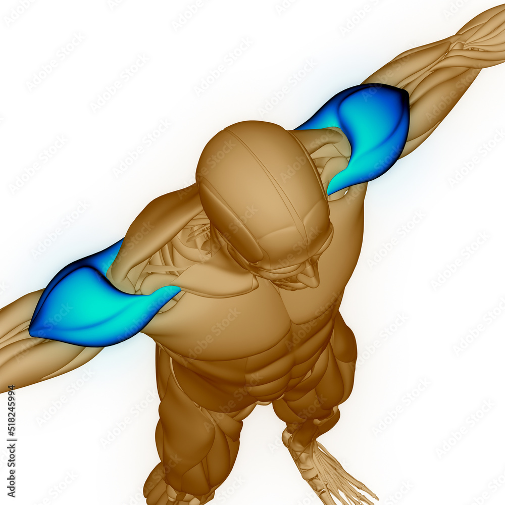 Human Muscular System Arm Muscles Deltoideus Muscle Anatomy Stock ...