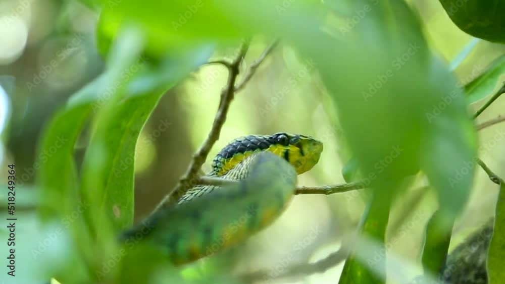 Sri Lankan green pit viper Craspedocephalus trigonocephalus Ceylon pit ...