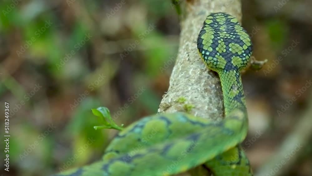 Sri Lankan green pit viper Craspedocephalus trigonocephalus Ceylon pit ...