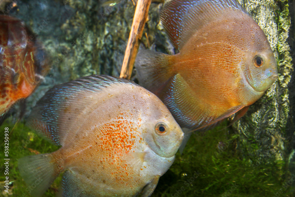 Discus fish are one of the most beautiful freshwater fish in the hobby ...