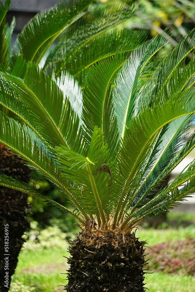 Cycas Revoluta pakis Haji Cycas Revoluta Sotetsu Sago Palm King Sago Sago Cycad Japanese 