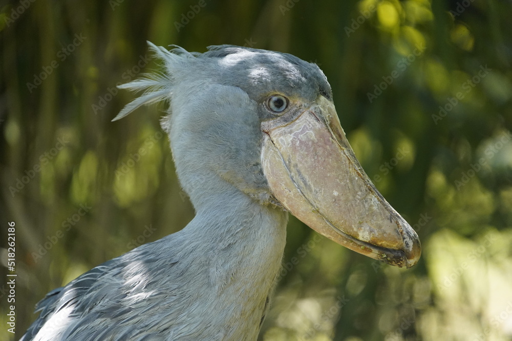 The Shoebill (Balaeniceps rex) also known as Whalehead or Shoe-billed ...