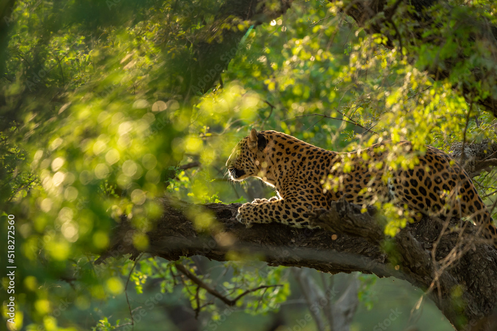 indian wild male leopard or panther on tree in natural monsoon green ...