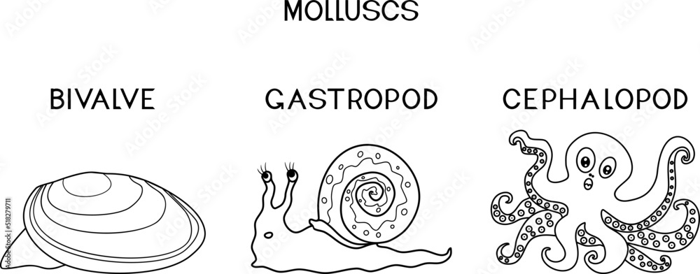 Coloring page with three types of molluscs: cephalopod, gastropod ...