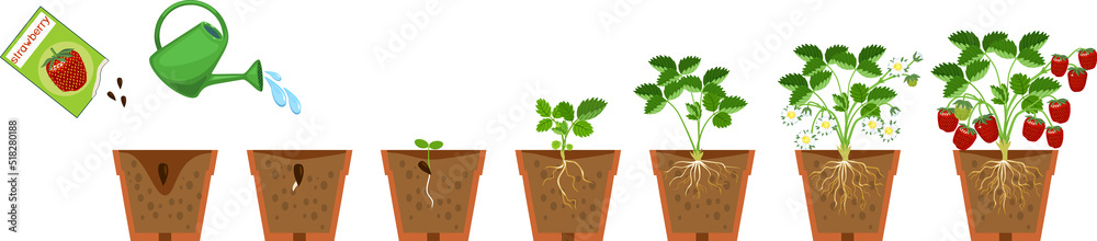 Life cycle of strawberry plant. Growth stages from seeding to flowering ...