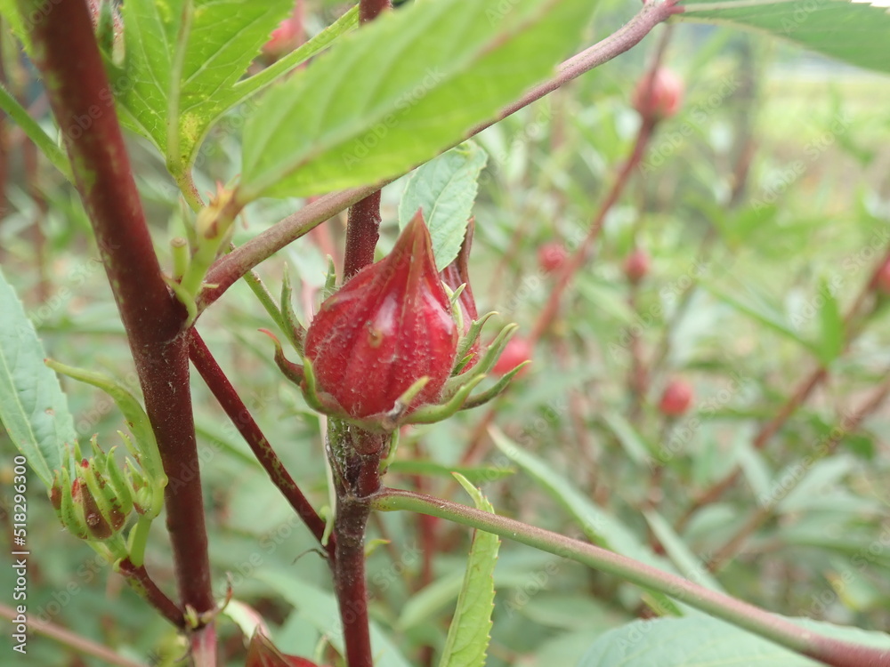 Rosella (Hibiscus sabdariffa) Stems and Leaves Roselle is an annual ...