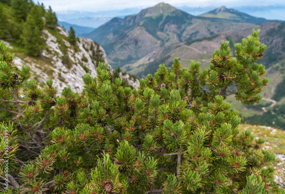 Pinus mugo is a shrubby and bushy conifer with a prostrate and twisted ...