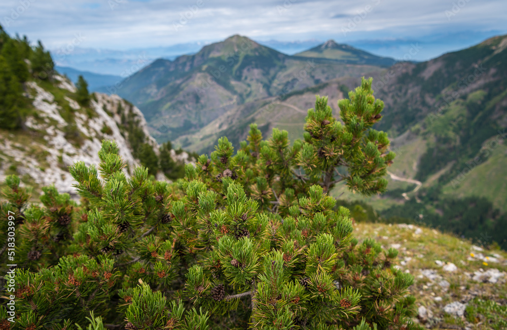 Foto de Pinus mugo is a shrubby and bushy conifer with a prostrate and ...