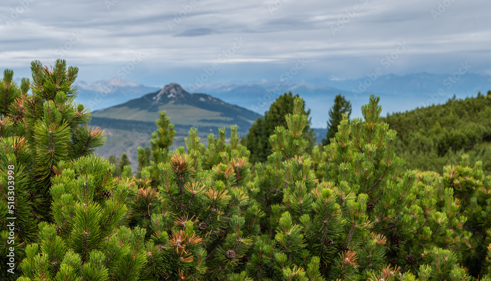 Pinus mugo is a shrubby and bushy conifer with a prostrate and twisted ...