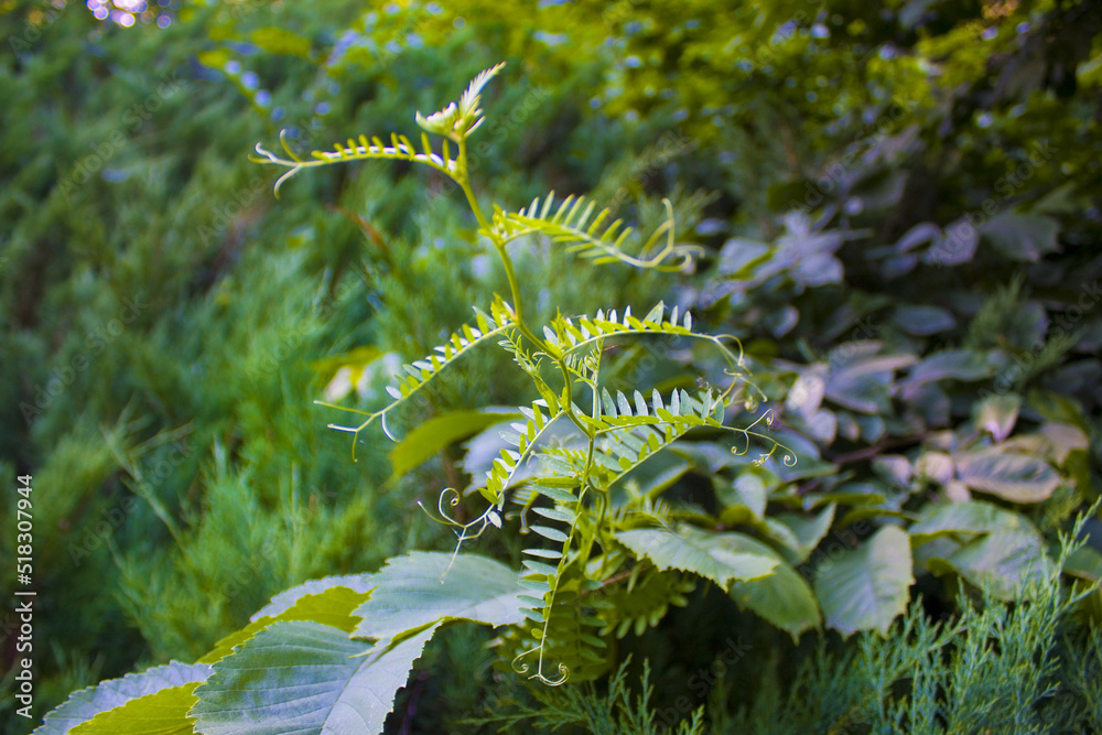 Striking purple member of the pea family (Fabaceae), showing flowers ...