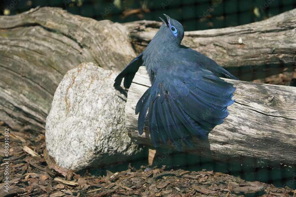 The blue coua (Coua caerulea) is a species of bird in the cuckoo family ...