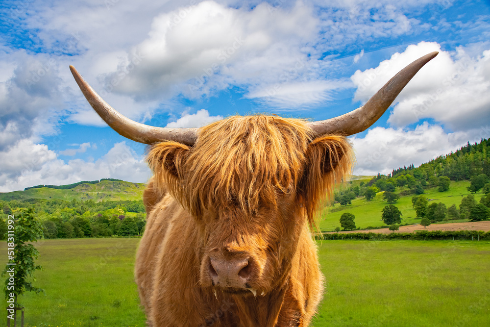 Schottisches Hochlandrind oder Highland Cattle oder Kyloe Mit ihrem ...