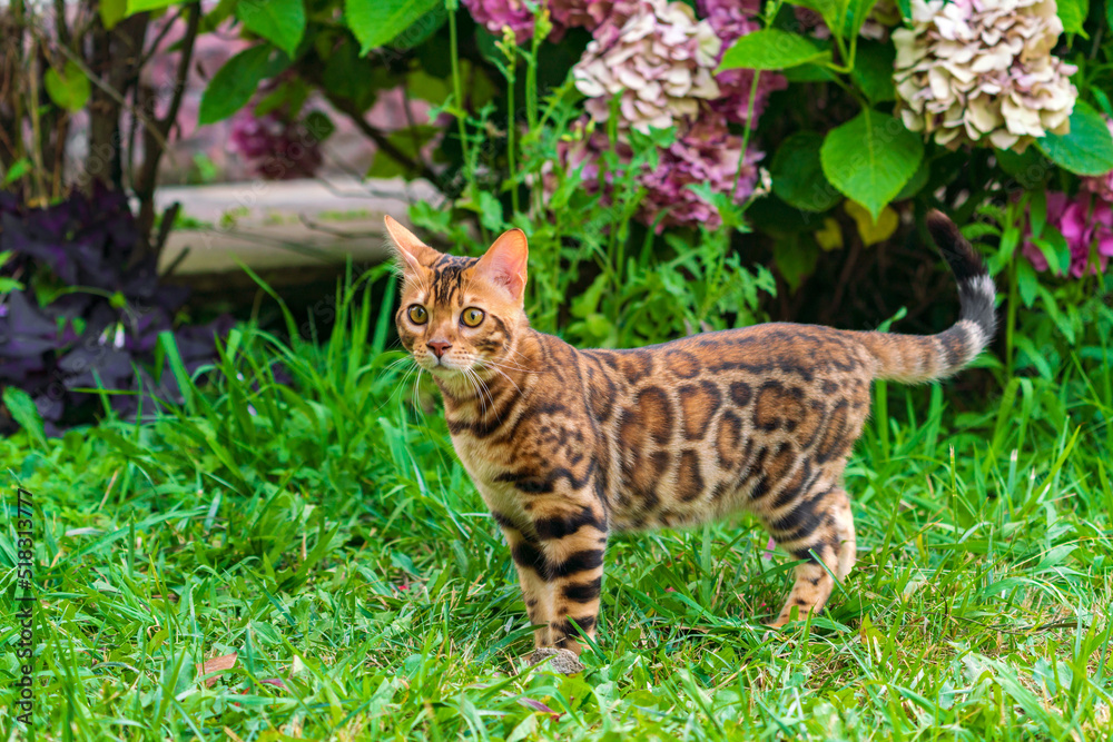 Beautiful young bengal cat in the garden Stock Photo | Adobe Stock