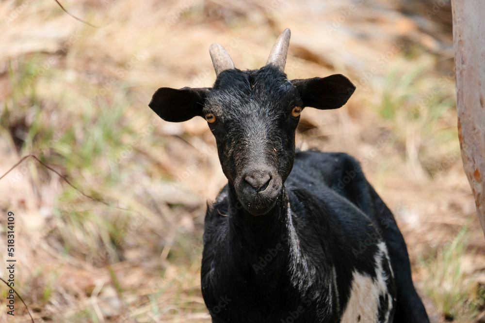 Inquisitive black and white goat with red eyes and horns in the rural ...