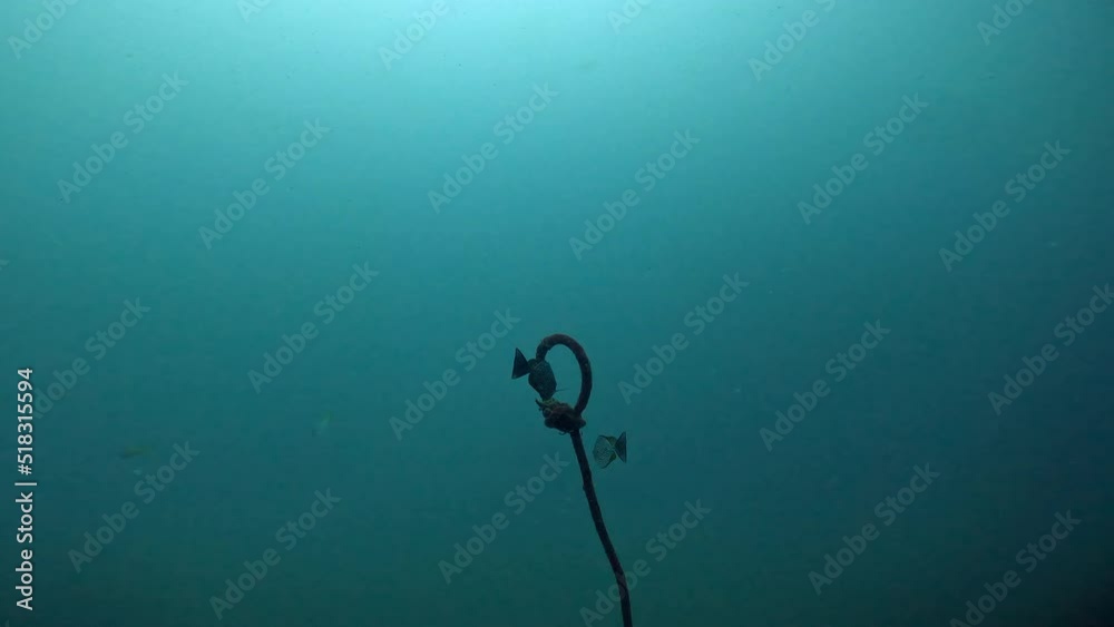 Under Water Film from Thailand - Two tropical fish swim through a ...