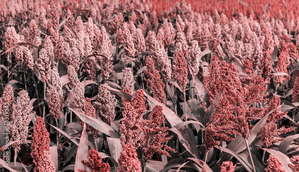 Pastel surreal Background. Field of Sweet Sorghum stalk and seeds ...