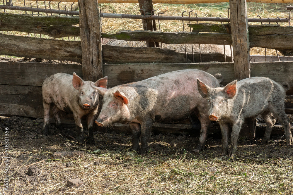 Pig farming raising and breeding of domestic pigs Stock Photo | Adobe Stock