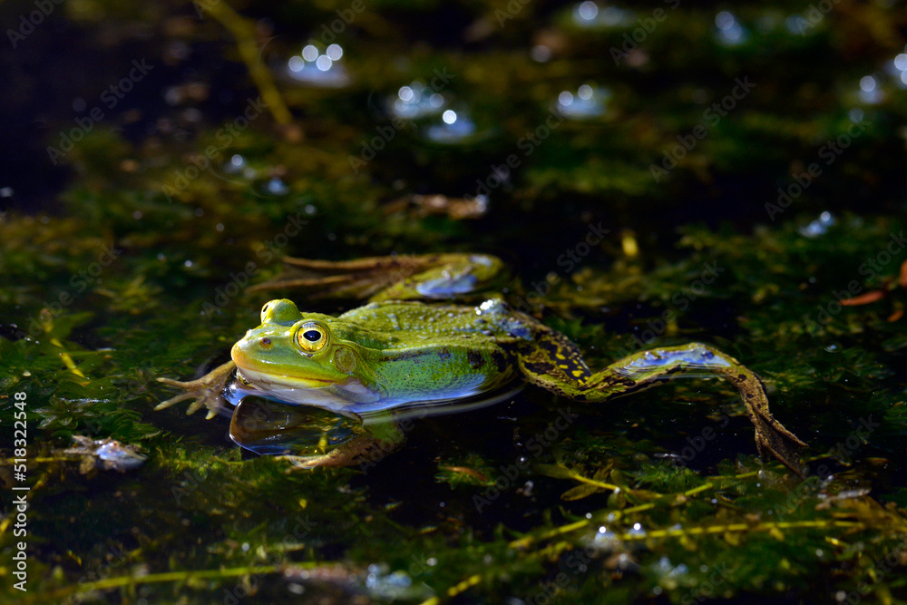 Pool Frog // Kleiner Wasserfrosch (Pelophylax lessonae) - Germany 素材庫相片 ...