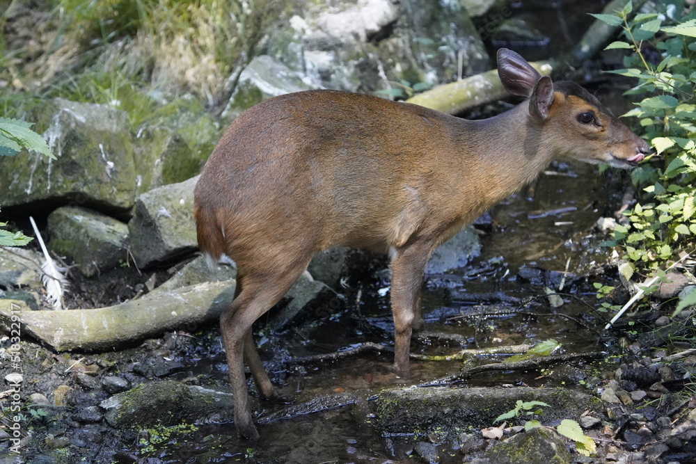 The Indian muntjac (Muntiacus muntjak), also called the southern red ...