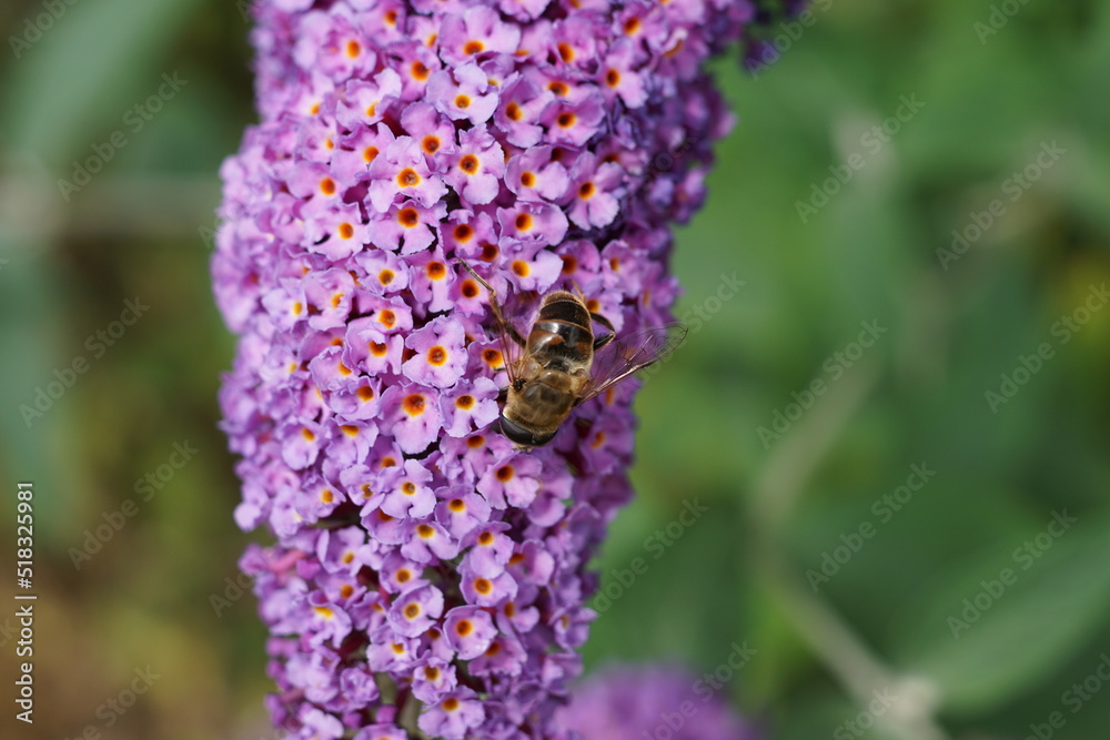 Honey Bee (Apis mell⁭era) on Buddleja davidii (summer lilac ...