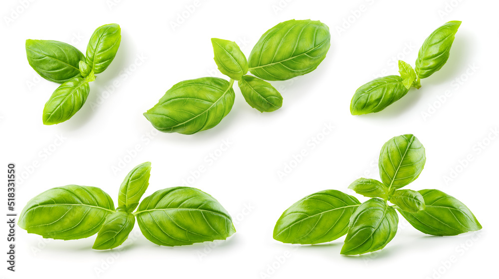 Basil isolated. Basil leaf flat lay on white background. Green basil ...