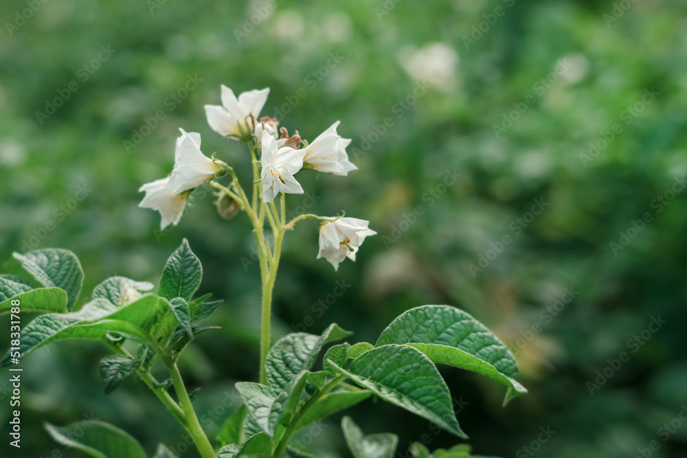 Potato is plant of nightshade family that produces potato tubers on ...