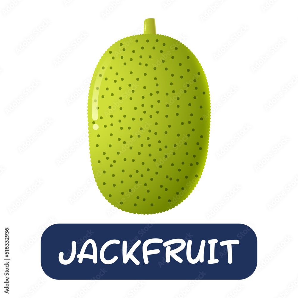 cartoon jackfruit fruit vector isolated on white background Stock ...