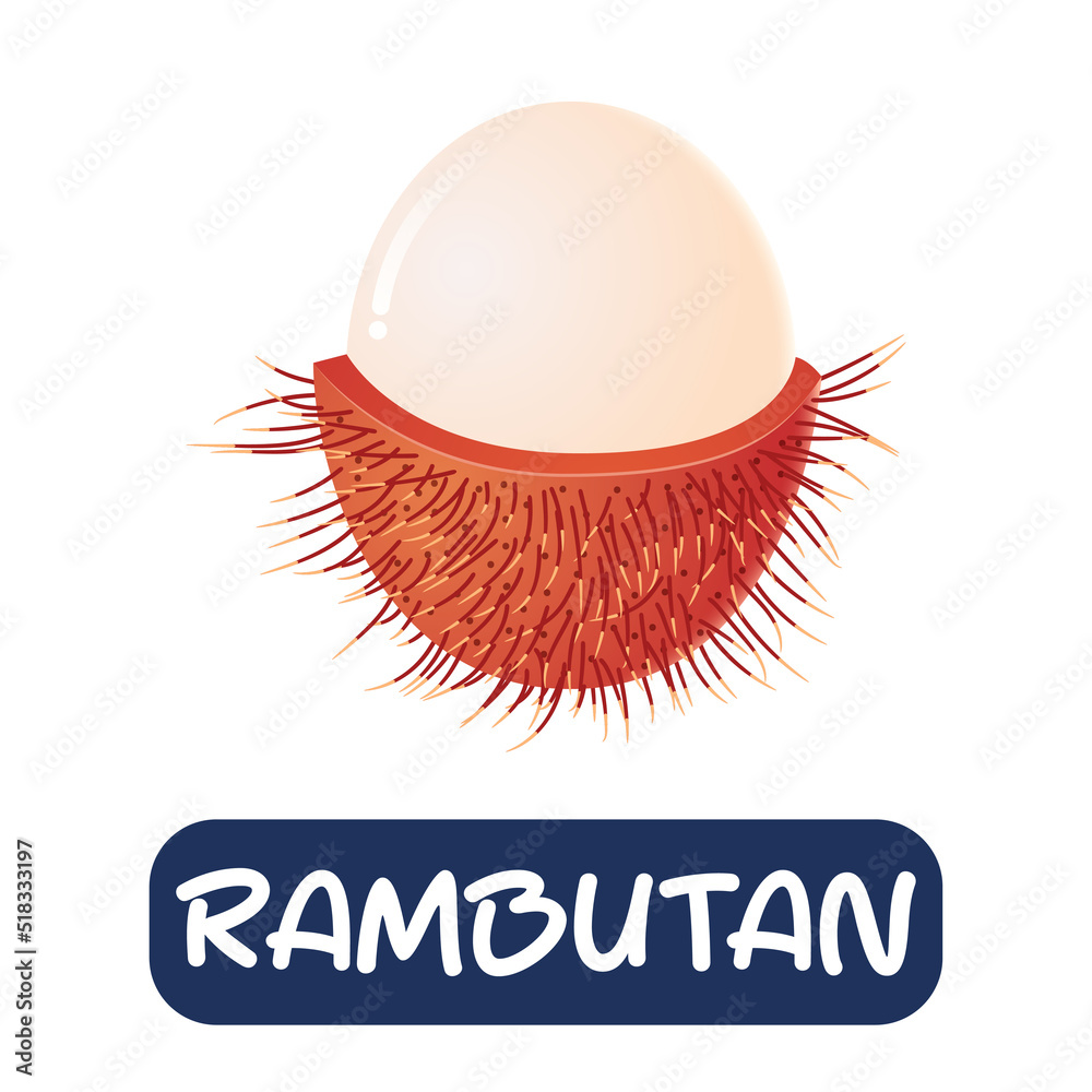 cartoon rambutan fruit vector isolated on white background Stock Vector ...