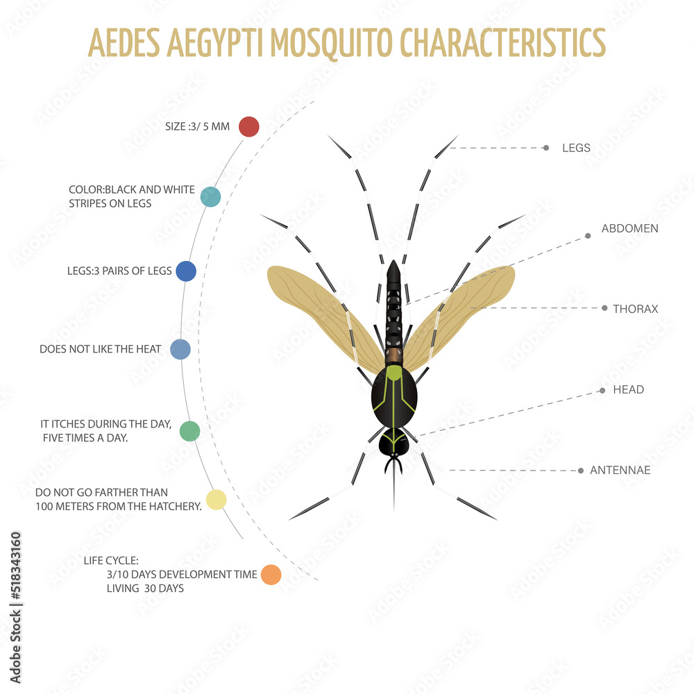 Aedes aegypti mosquito characteristics Stock Vector | Adobe Stock