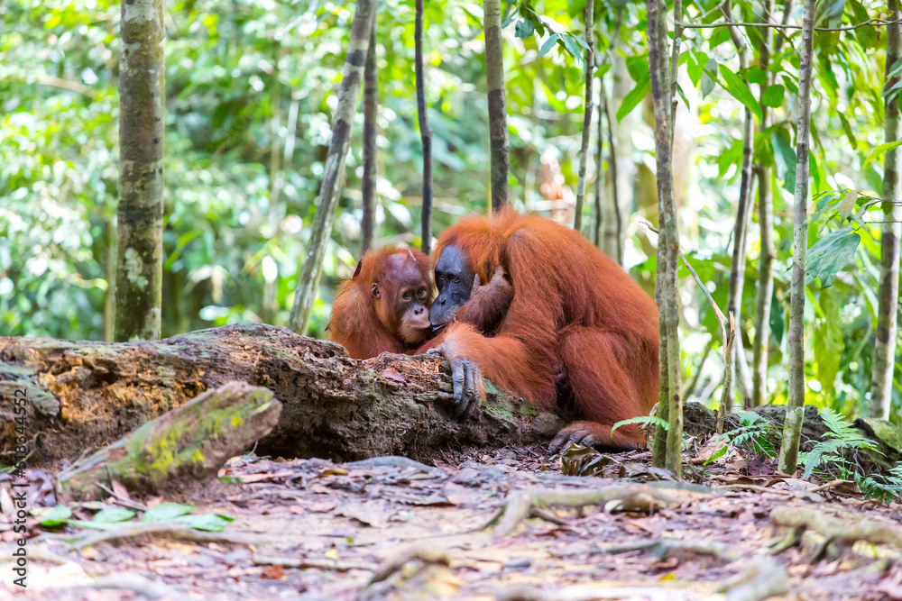 Orang Utan in the rainforest of Gunung Leuser Nationalpark in Sumatra ...